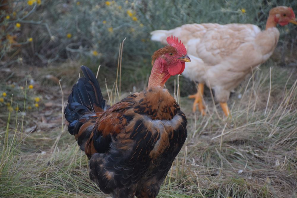 Nos volailles en images