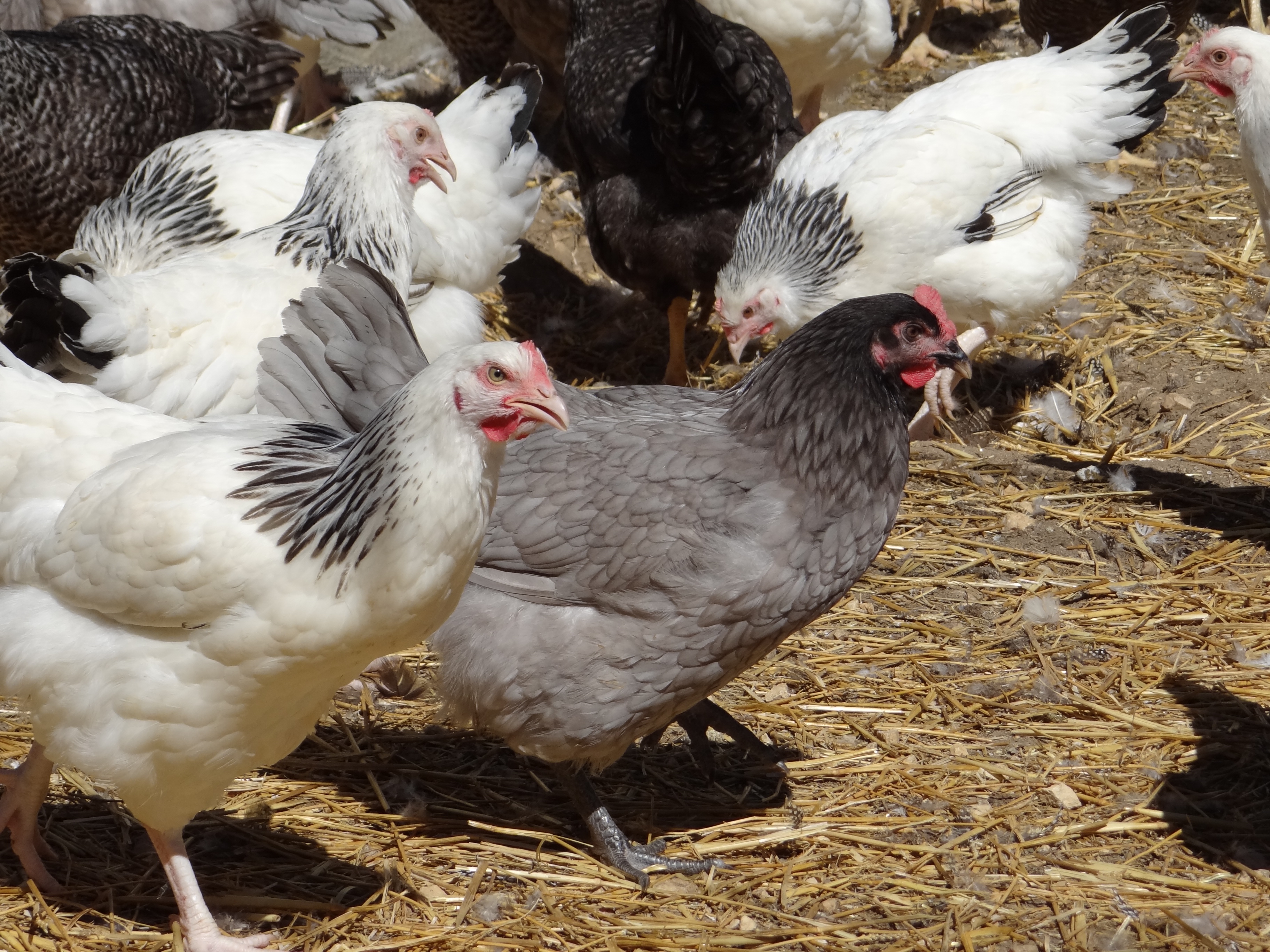 Nos volailles en images