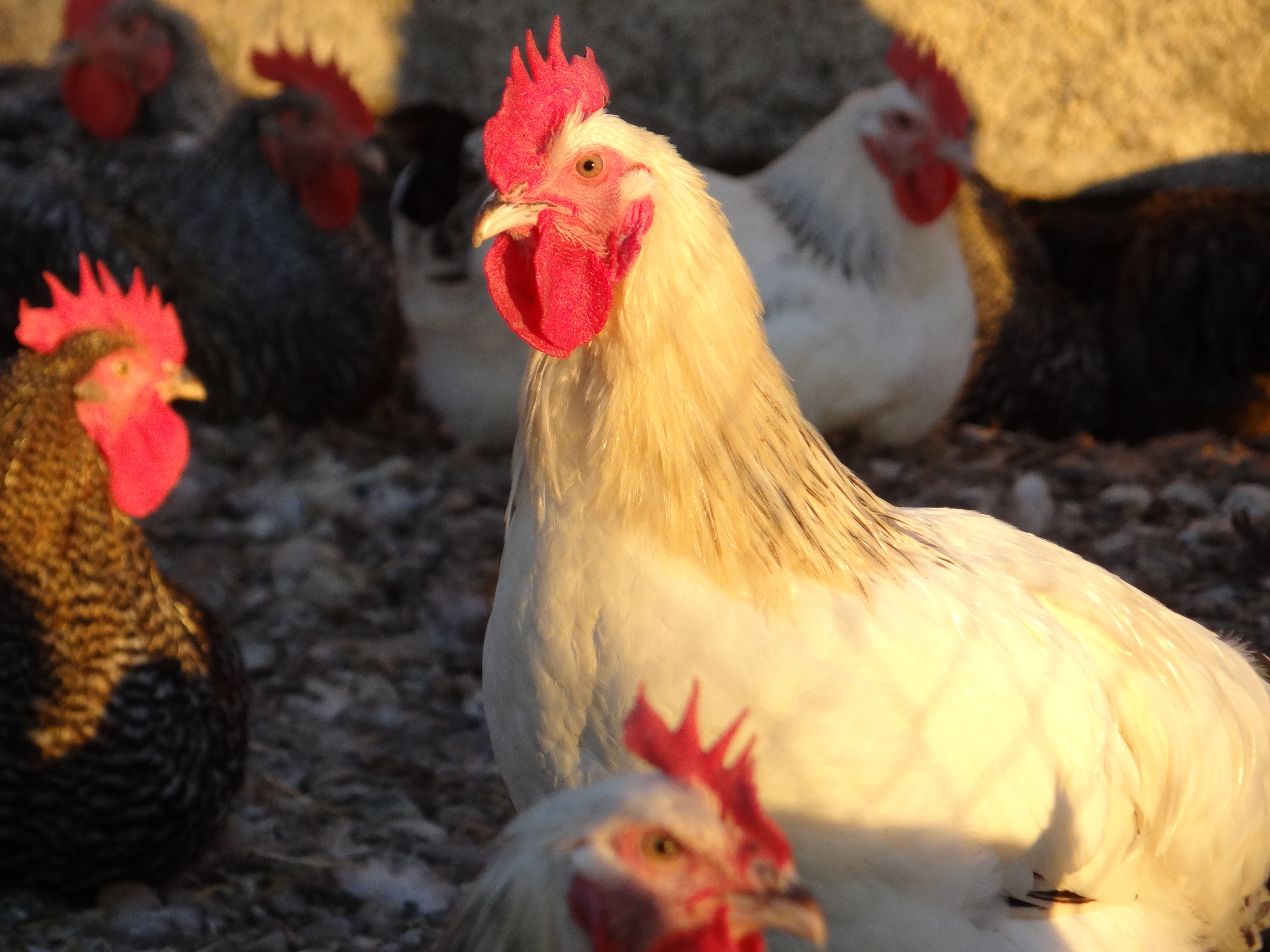 Nos volailles en images