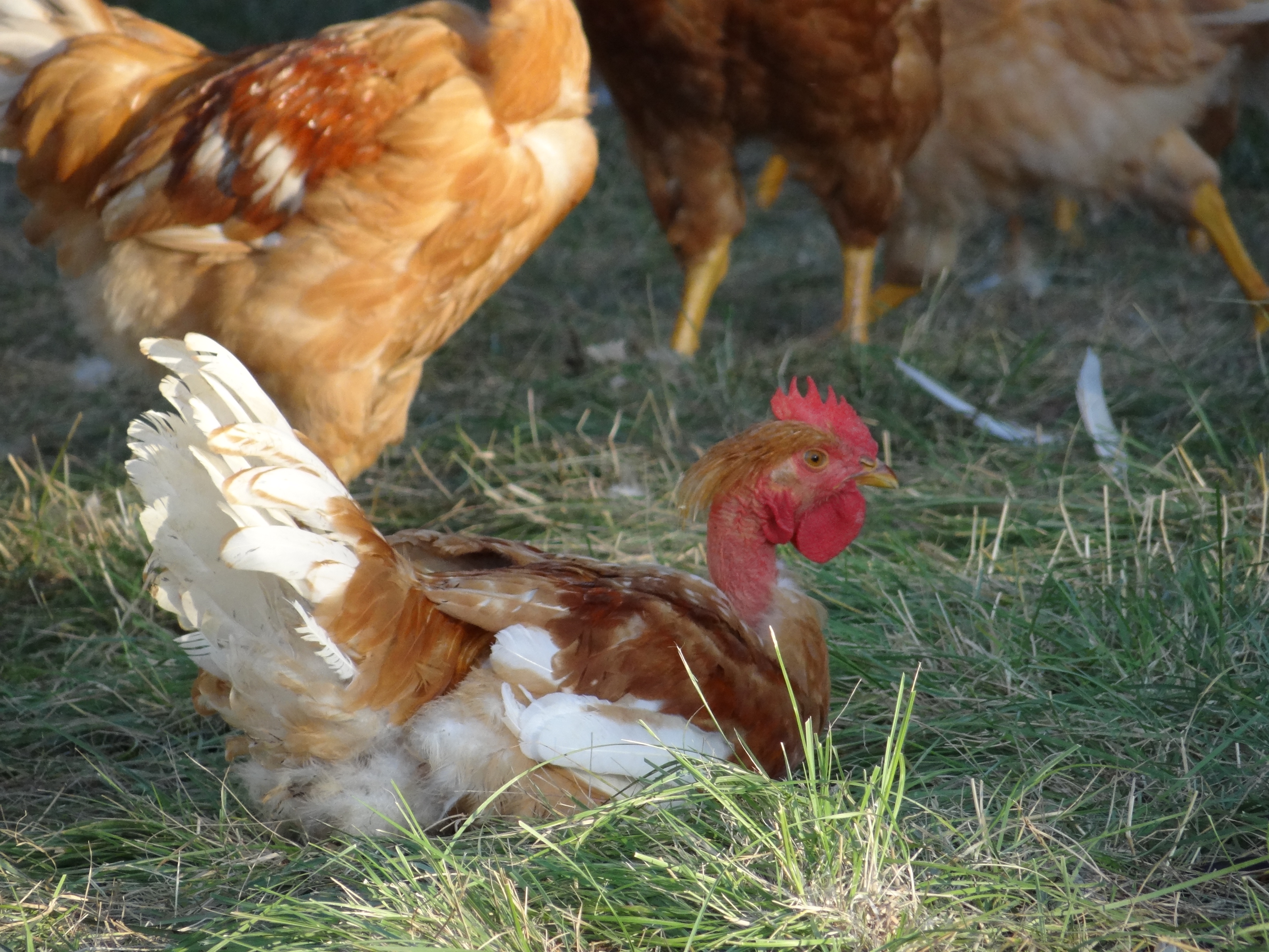 Nos volailles en images