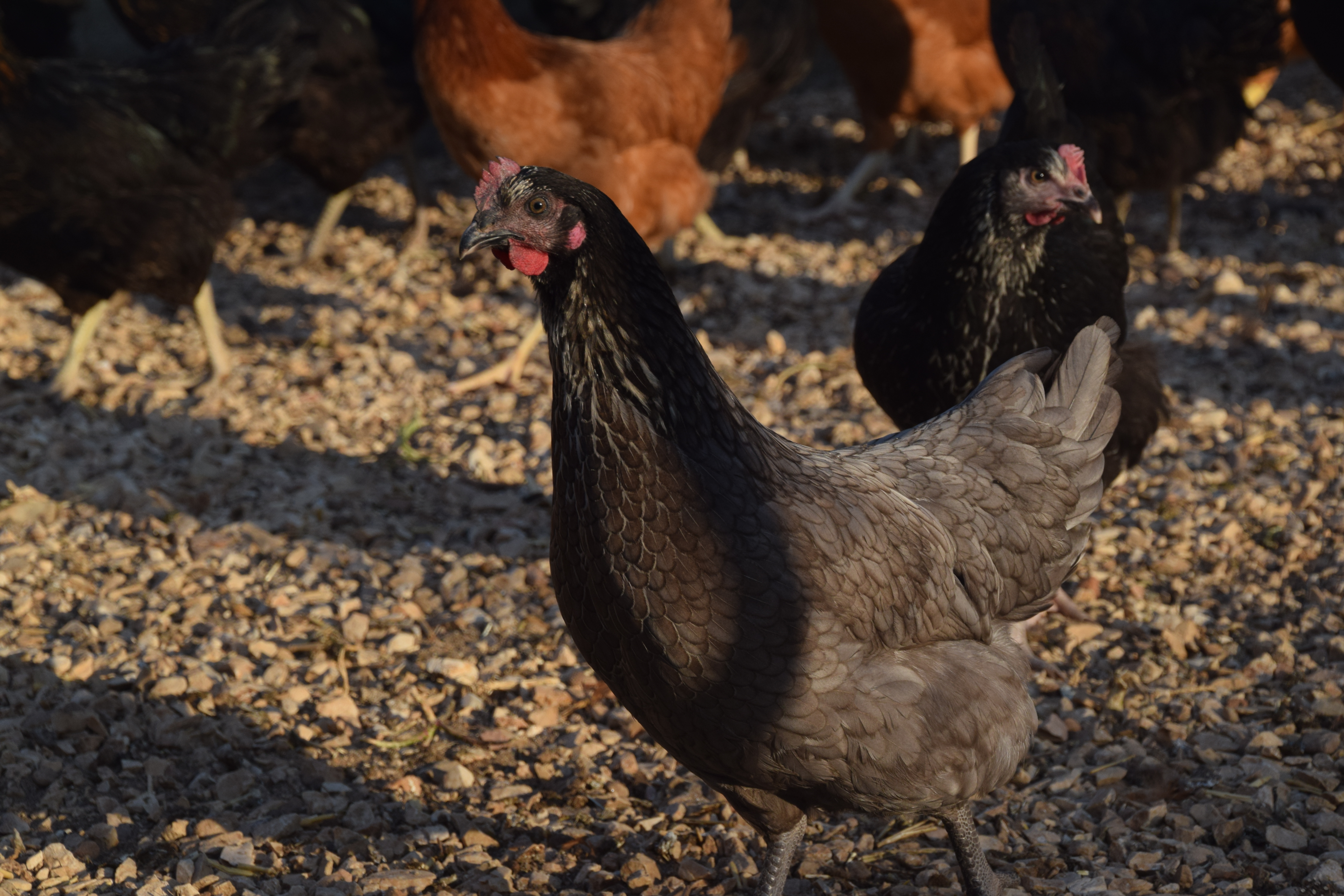 Nos volailles en images